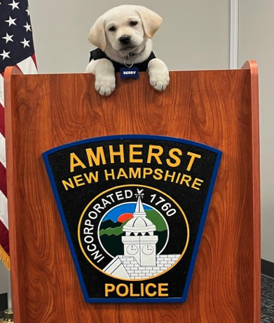 Amherst PD has new therapy dog | News, Sports, Jobs - The Nashua Telegraph